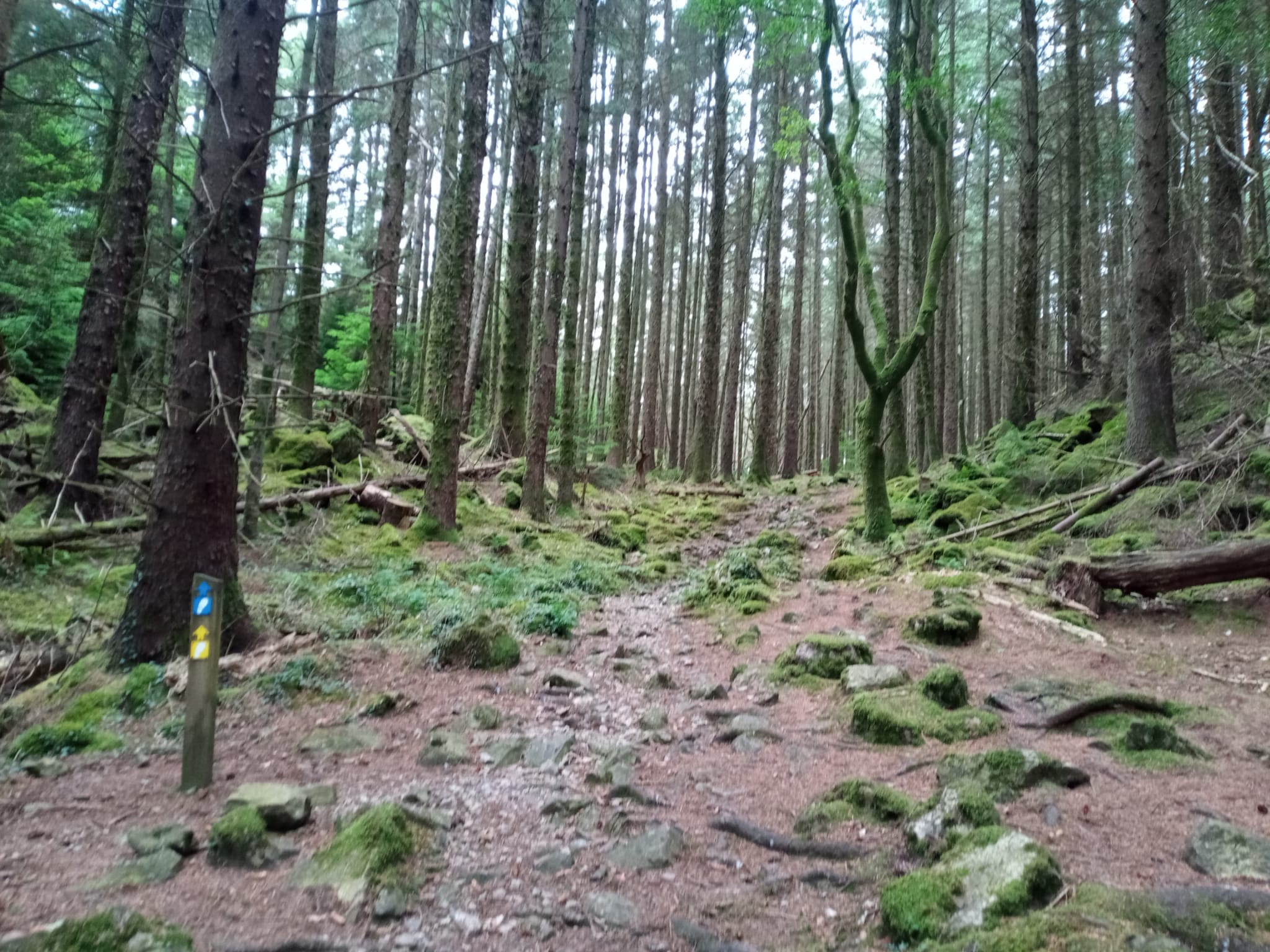 4 Breathtaking Walks In Gwydir Forest Park (Detailed Guide)